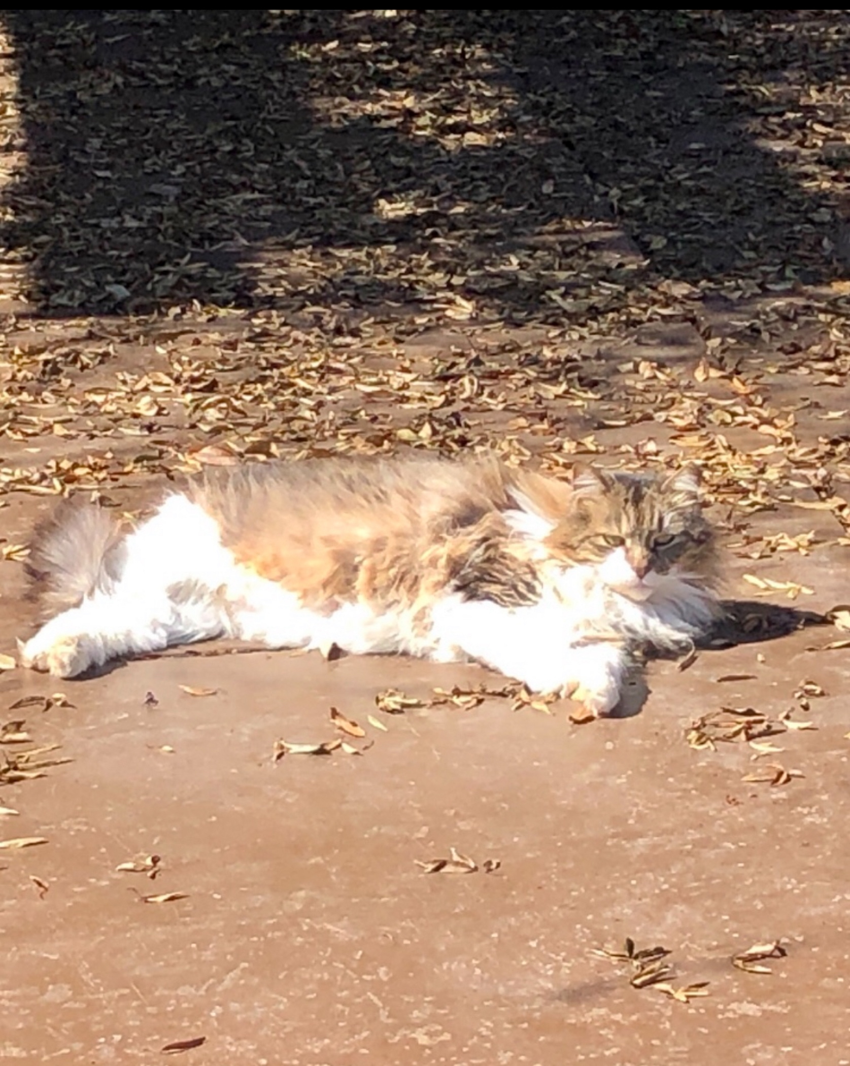 Her Grace, the Gray Lady: From Feral Streets to Royal Seats