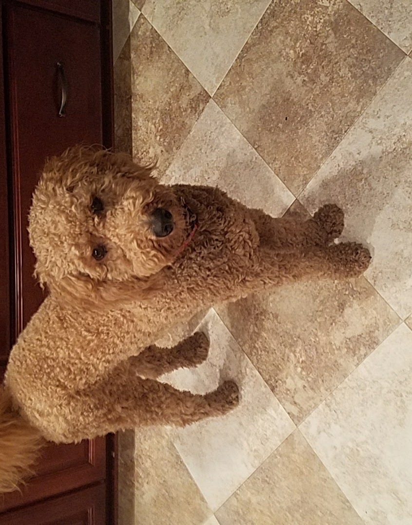 A Tribute and a Treasure: Rory Brings Joy to the Carpenters’ Home